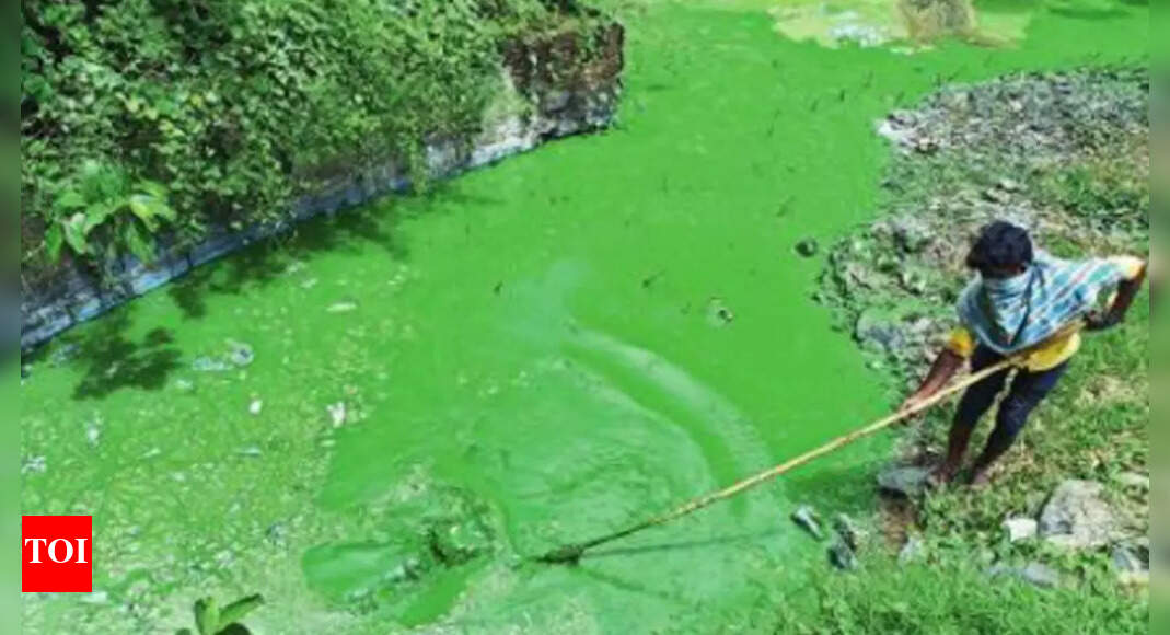 Once Full Of Life, Devarakere Lake Is Now A Stinking Mess | Bengaluru ...