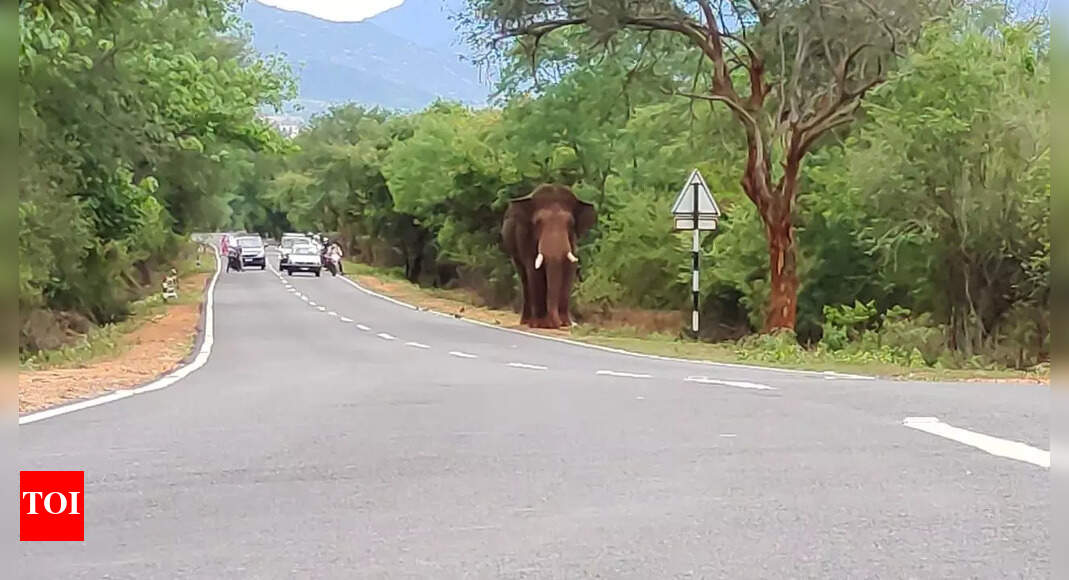 Elephant Baahubali suffers injuries on its mouth | Coimbatore News ...