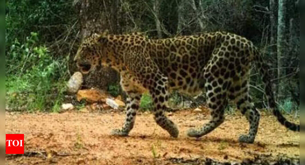 Leopard attacks three-year-old boy near Tirumala | Amaravati News - Times of India