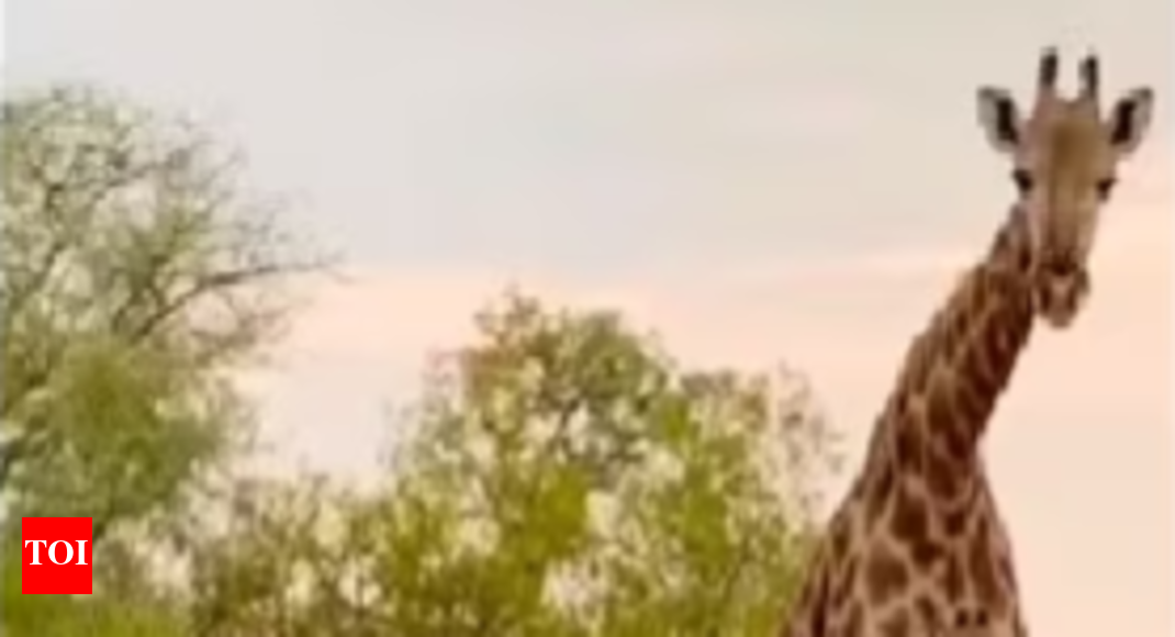 Mother giraffe scares off a hyena attempting to attack her calf - Times ...