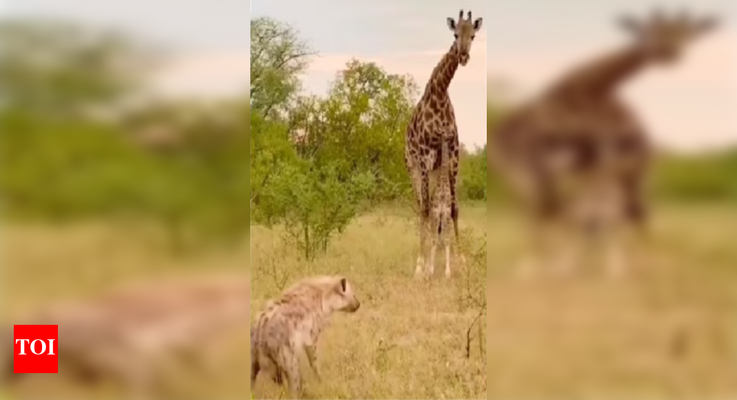 Mother giraffe scares off a hyena attempting to attack her calf - Times ...