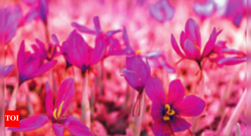 Kashmir: Far from Kashmir, the world’s most expensive spice blooms ...