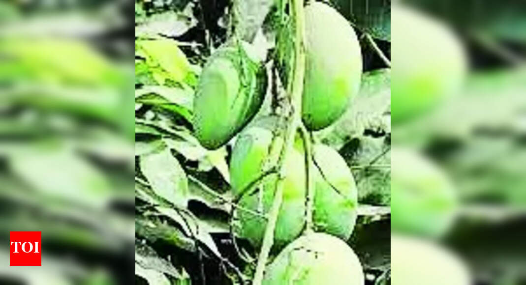 Dudhia Malda: ‘dudhia Malda’ Mangoes Given To Netas As Gift | Patna ...