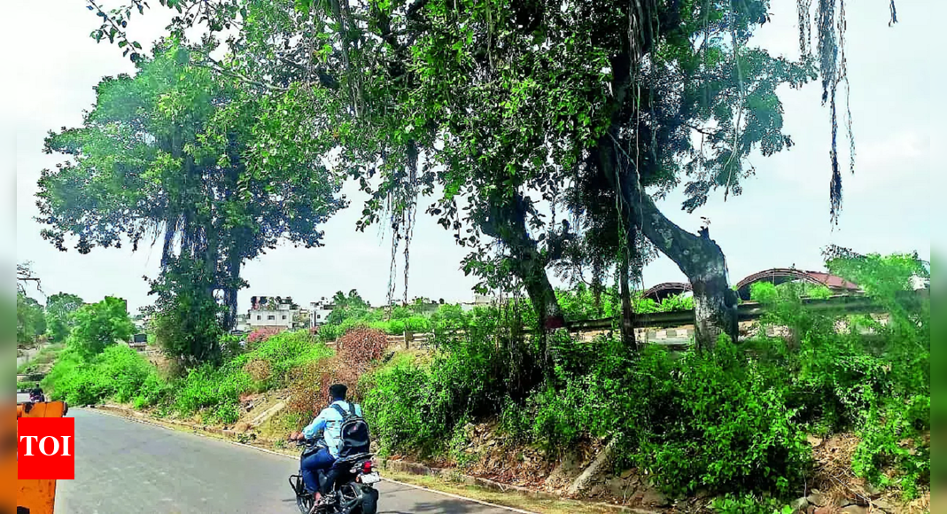 Uprooted Highway Trees To Take Root Again In Kolhapur | Kolhapur News ...