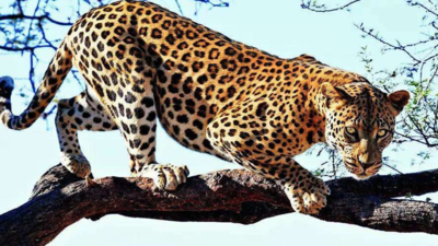 Dhanpur: Leopards Too Close To Humans Here | Vadodara News - Times of India