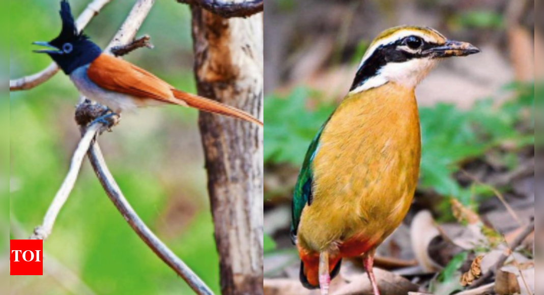 Delhi: Rare monsoon migratory birds come for breeding | Delhi News ...