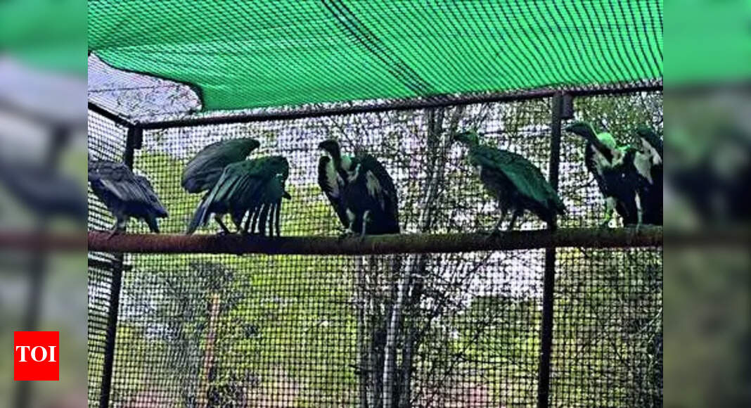 Van Vihar: Van Vihar Gets 20 White-backed Vultures From Jatayu | Bhopal ...