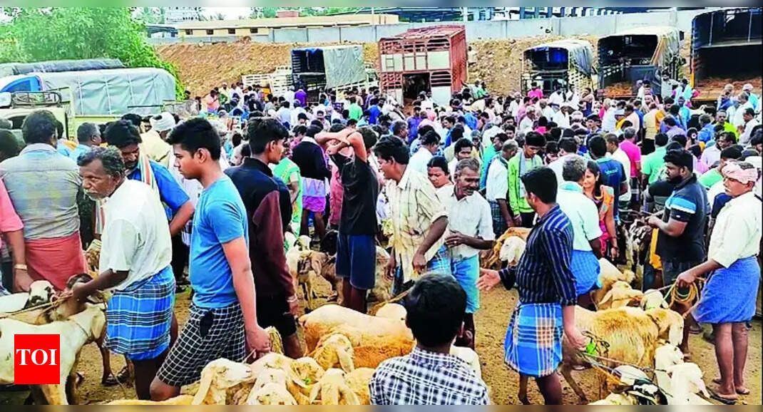 Bakrid Sale: Annur Goat Market Sees 1cr Business | Coimbatore News ...
