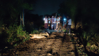 12-foot-long Crocodile Rescued From Village 12km From Vadodara ...