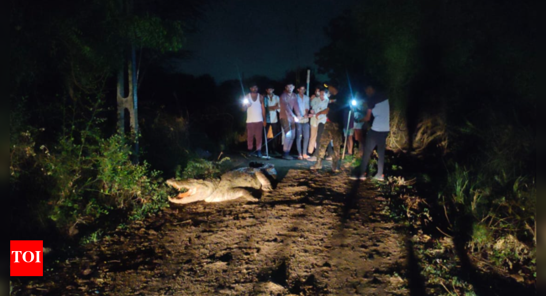 12-foot-long Crocodile Rescued From Village 12km From Vadodara ...