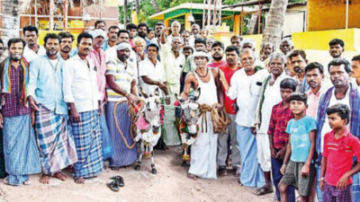 Donkey wedding held to appease rain god | Mangaluru News - Times of India