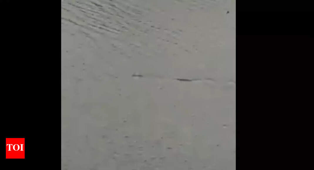 Crocodile attack claims shepherd's life in Madhya Pradesh's Shivpuri | Bhopal News - Times of India