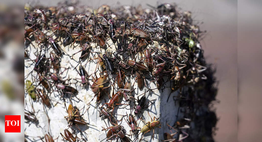 Nevada Crickets: Blood-red crickets invade Nevada town, residents fight ...