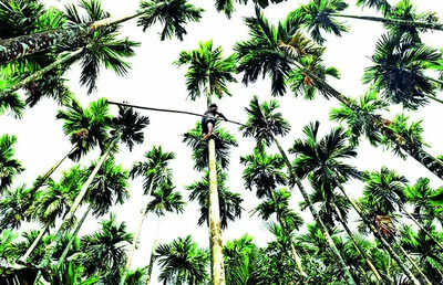 Nitrogen: Fpo Bats For Using Nitrogen Gas To Store Arecanut | Mangaluru ...