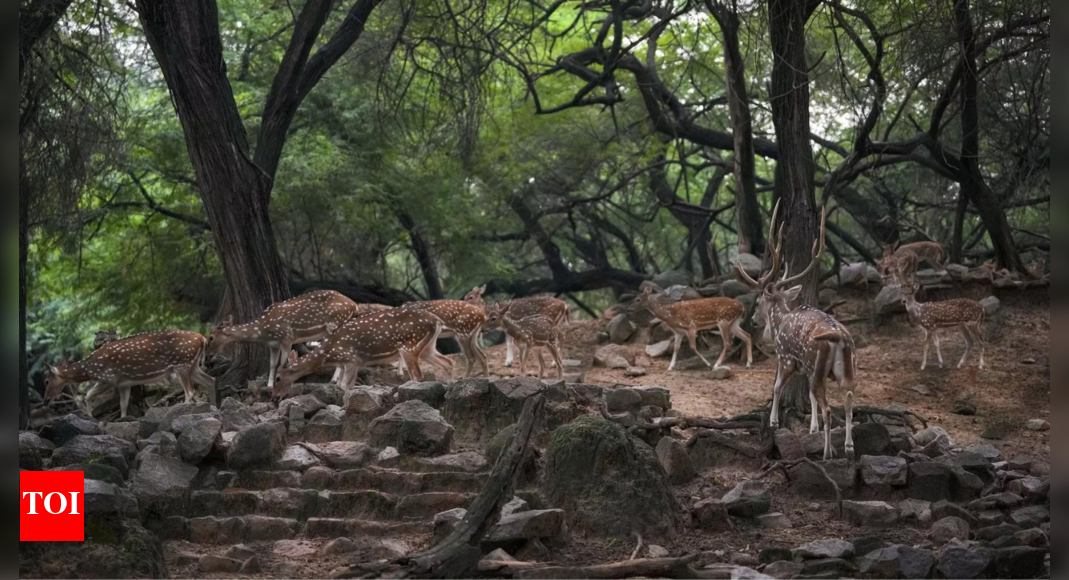 Delhi's Deer Park de-recognised as 'mini zoo', deer to be shifted out ...