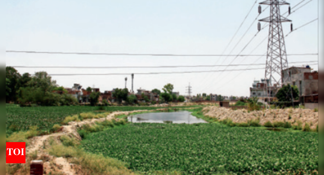 Five key water bodies will spring to life again | Lucknow News - Times ...