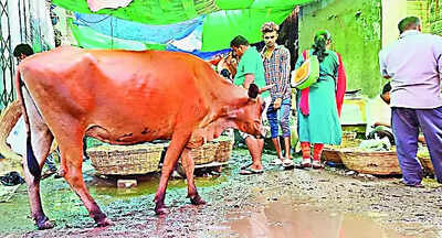 No End To Cattle Menace At D’pur Vegetable Market | Patna News - Times ...