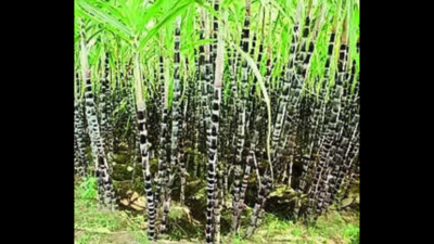'UP's cane farmers got Rs 2 lakh crore in 6 yrs' | Lucknow News - Times ...