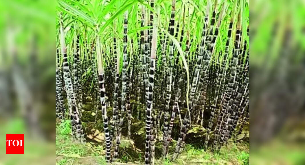 ‘up’s Cane Farmers Got ₹2l Cr In 6 Yrs’ | Lucknow News - Times of India