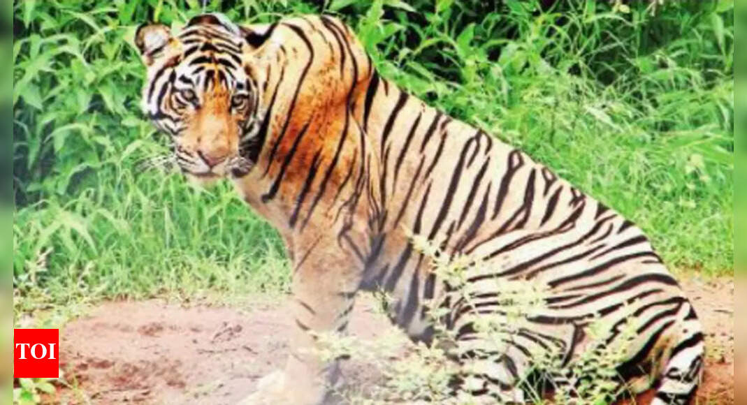 15 years of tiger reintroduction in Sariska | Jaipur News - Times of India