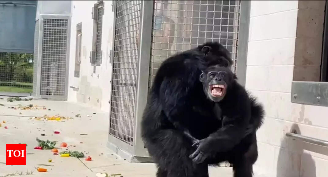 Viral: Reaction of a rescued lab chimp, who saw the sky for the first ...