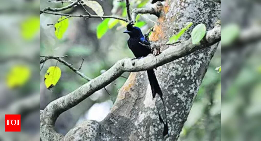 Drongo Spotted At Hastinapur Sanctuary, Experts Cheer | Meerut News ...