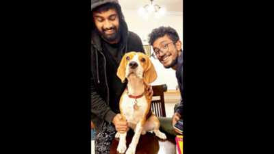As Wfh Ebbs, Pets Suffer From Separation Anxiety | Bengaluru News - Times of India