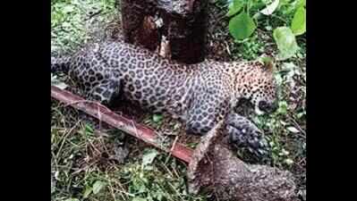 Illegally placed snare proves lethal to leopard | Goa News - Times of India