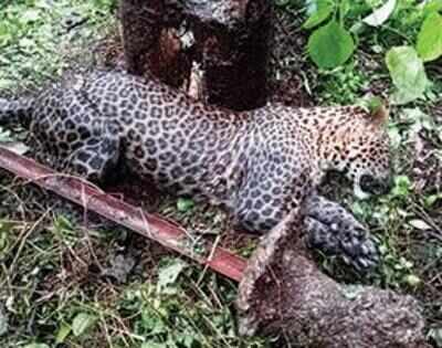 Illegally placed snare proves lethal to leopard | Goa News - Times of India