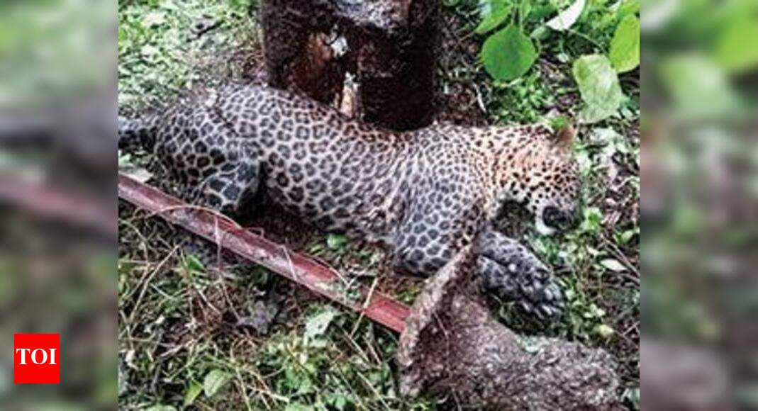 Illegally placed snare proves lethal to leopard | Goa News - Times of India