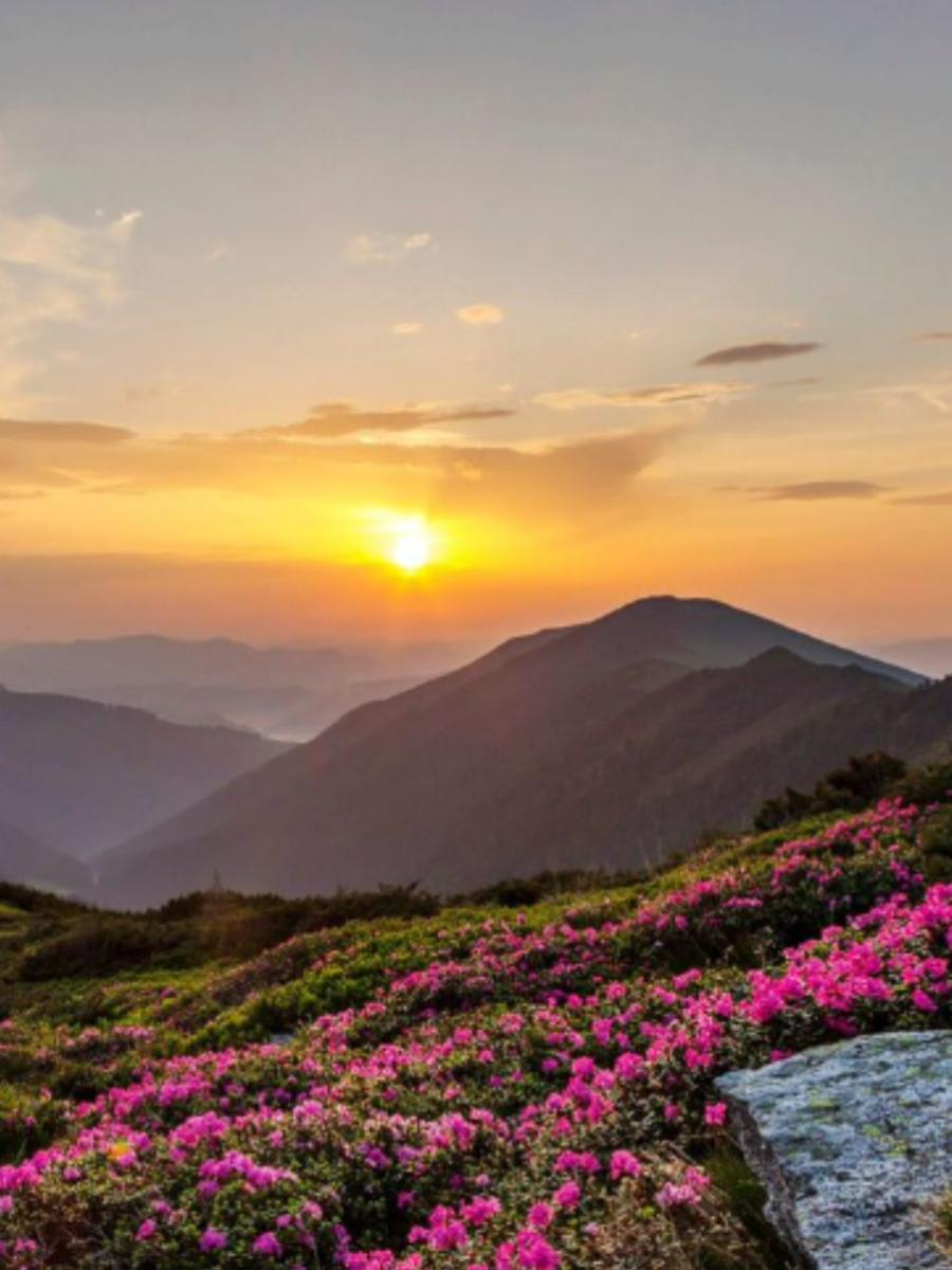 Good Morning Beautiful Images With Wishes For WhatsApp Status | Times Now