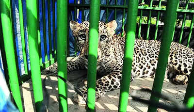 Leopard Task Force: Leopard Task Force Got Over 200 Complaints In 4 ...