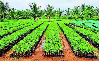 10 Lakh Free Saplings To Improve Green Cover | Coimbatore News - Times ...