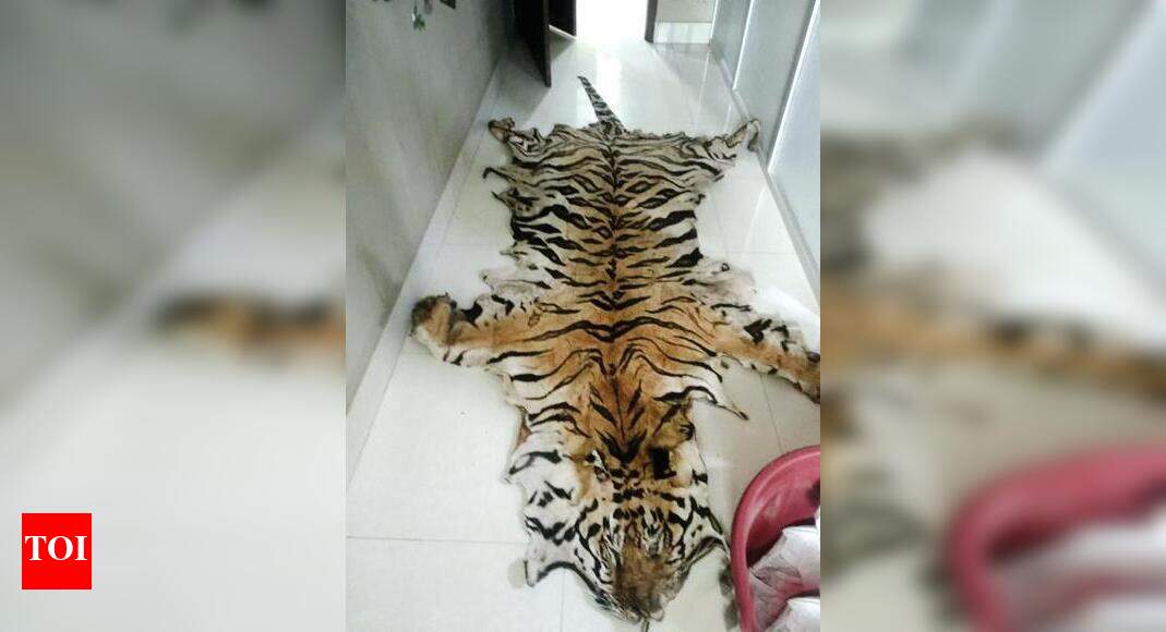 Centre alerts reserves after poached tiger’s skin seized in Assam ...