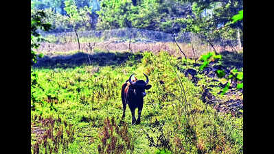 Gaur Attacks And Injures Farmer, 65, In Radhanagari | Kolhapur News ...