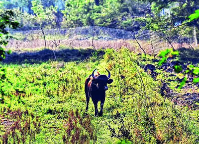 Gaur Attacks And Injures Farmer, 65, In Radhanagari | Kolhapur News ...