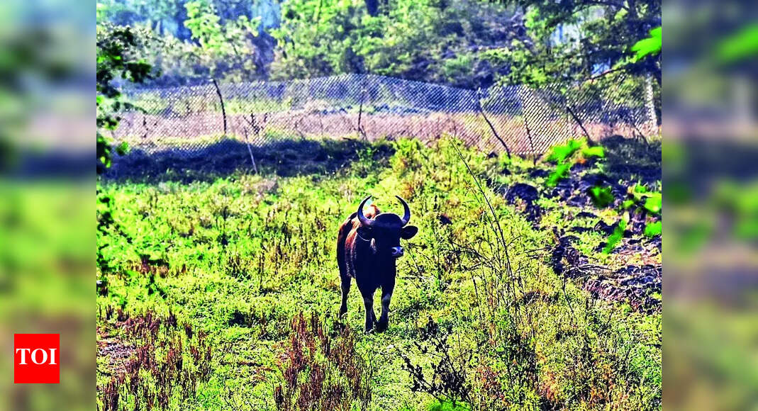 Gaur Attacks And Injures Farmer, 65, In Radhanagari | Kolhapur News ...