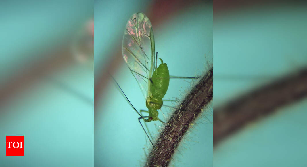 New York: First smoky air, now clouds of bugs. Winged aphids invade New ...
