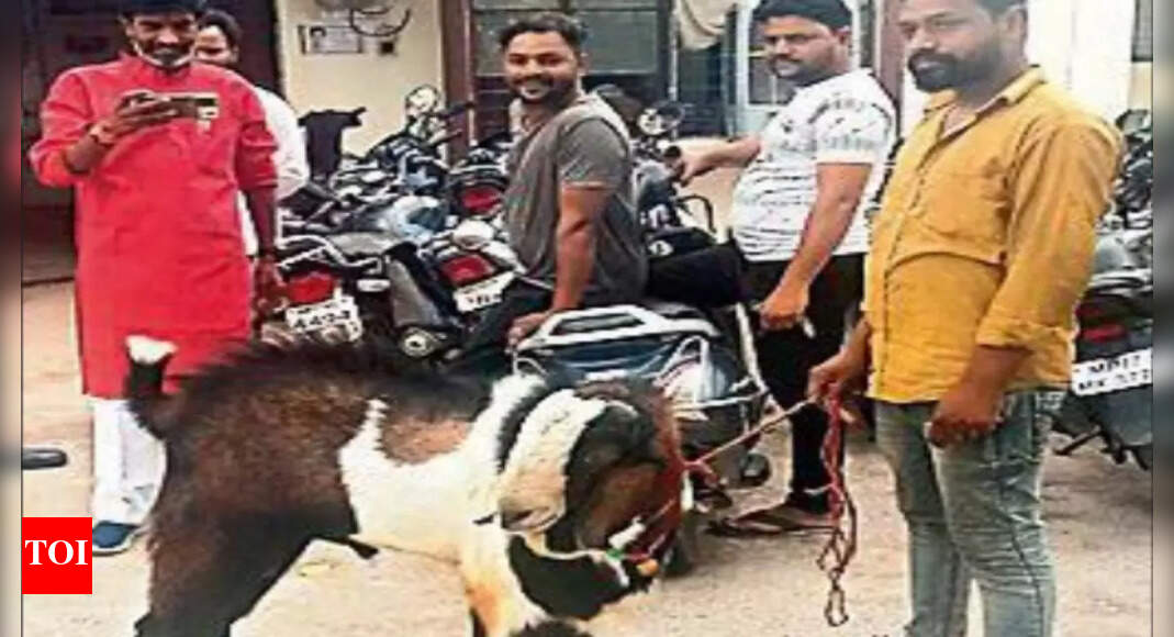 Madhya Pradesh News: Goat gets a lease of life in two persons' fight ...
