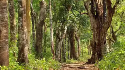 Vanamahotsava: Forest Festival Begins Today | Bengaluru News - Times of ...
