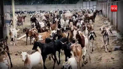 Uttar Pradesh News: Jains buy 300 goats to save them from ‘slaughter ...