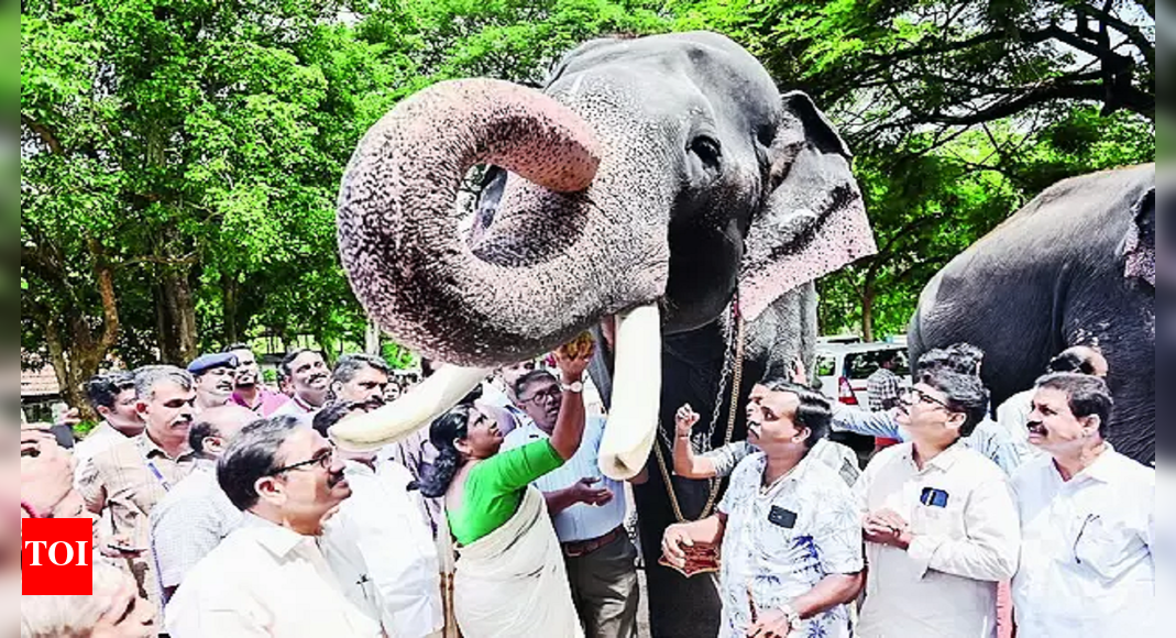 Month-long ‘sukha Chikitsa’ Begins For Guruvayur Jumbos | Kochi News ...