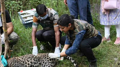 Ailing leopard rescued from human habitat, transferred to Gopalpur ...