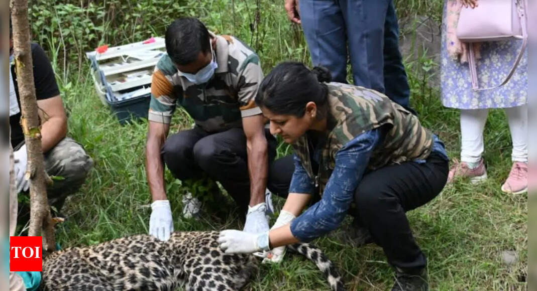 Ailing leopard rescued from human habitat, transferred to Gopalpur Rescue Center in Hamachal ...