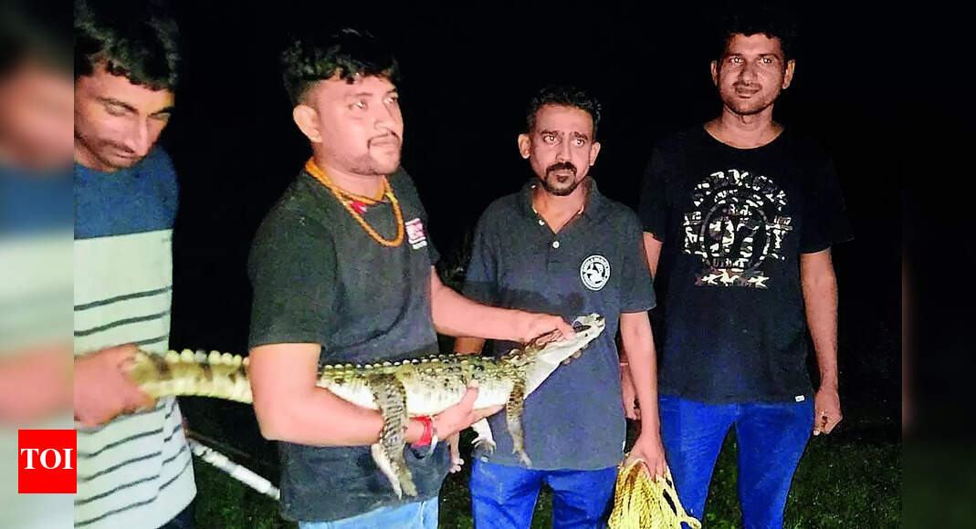 Two Baby Crocodiles Rescued In 24 Hours | Vadodara News - Times of India