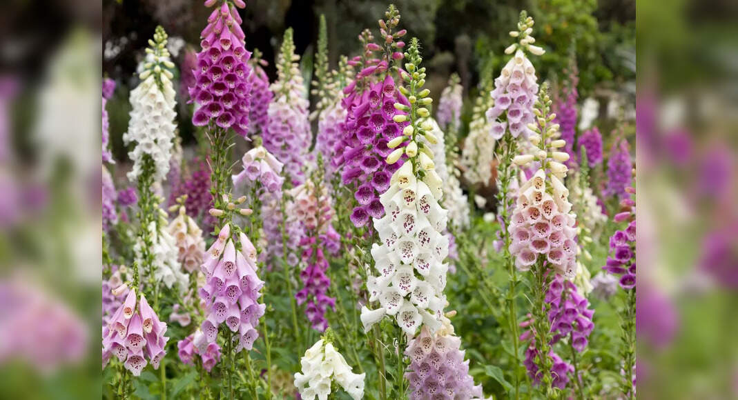 Foxglove bloom paints the Kashmir valley pink and white!, Jammu And ...