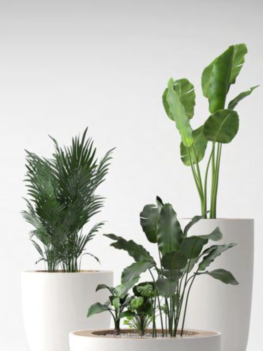 Chinese Indoor Decor: 7 Plants To Keep For Luck And Money | Times Now