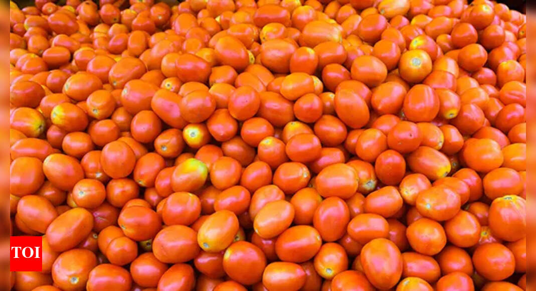 How tomatoes entered Indian kitchen 150 years ago | India News - Times ...