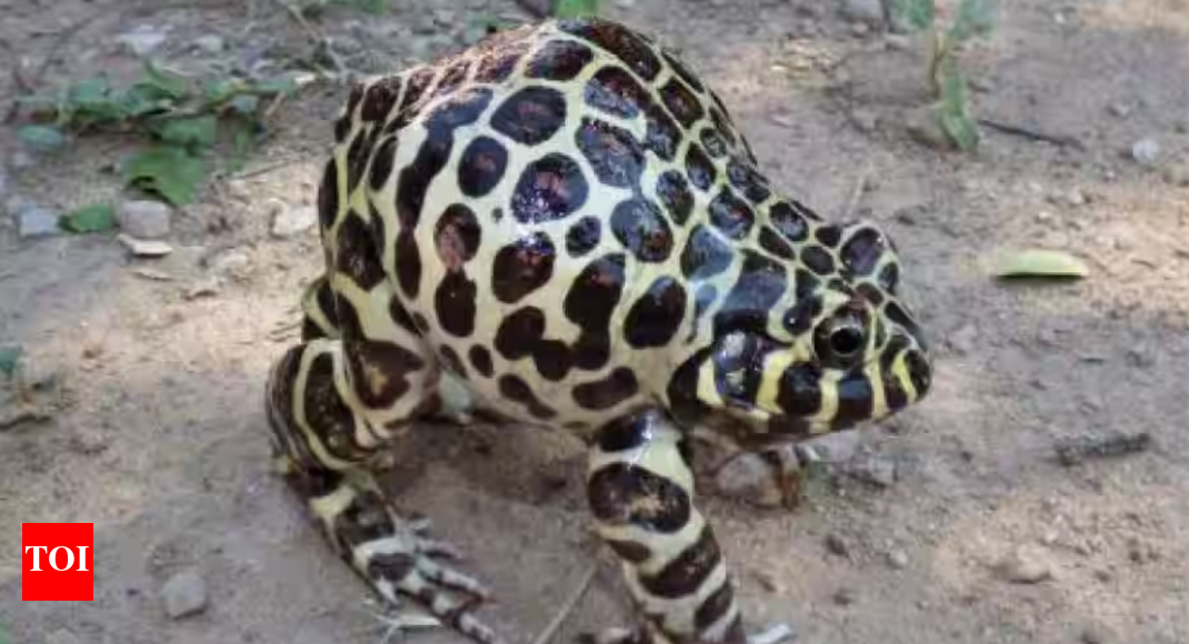 Scientist discover extremely rare “leopard-print’ frog - Times of India