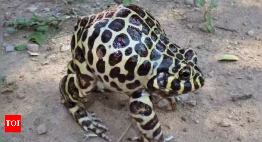 Scientist discover extremely rare “leopard-print’ frog - Times of India